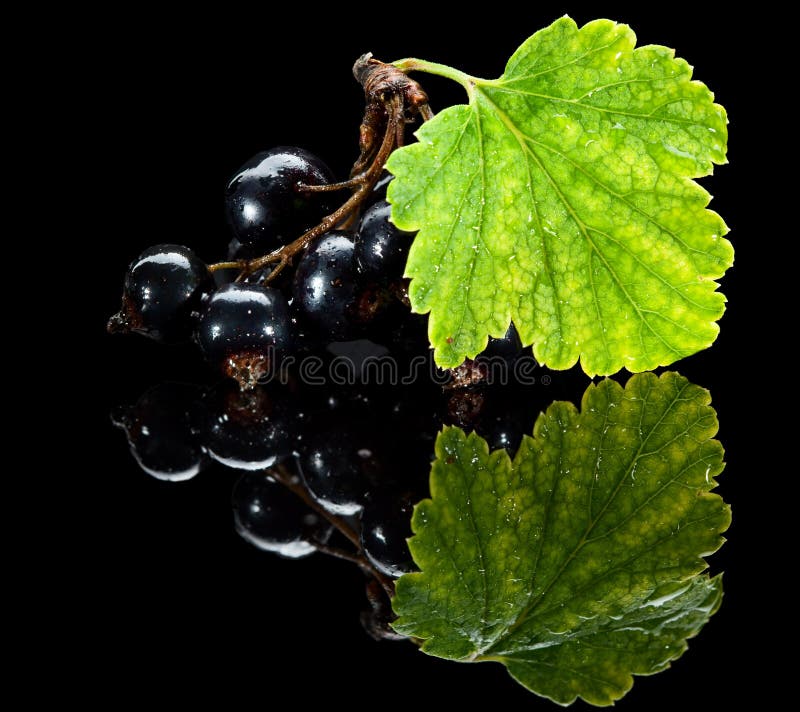 Mazzo di ribes nero fotografia stock. Immagine di goccia - 19032986