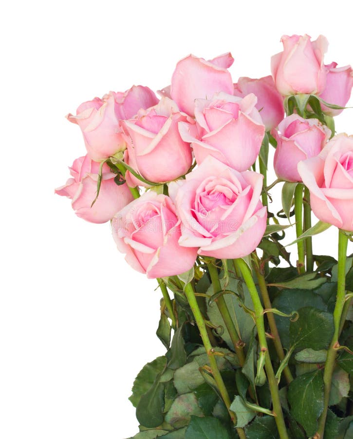 Mazzo Di Rose Rosa Fresche Su Bianco Immagine Stock - Immagine di bello ...