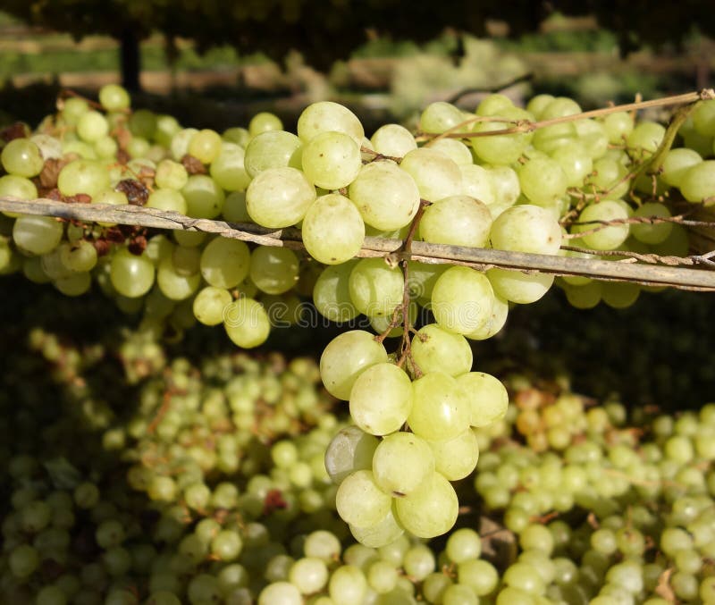 Mazzo Di Uva Di Muscat Di Sun. Immagine Stock - Immagine di alimento ...