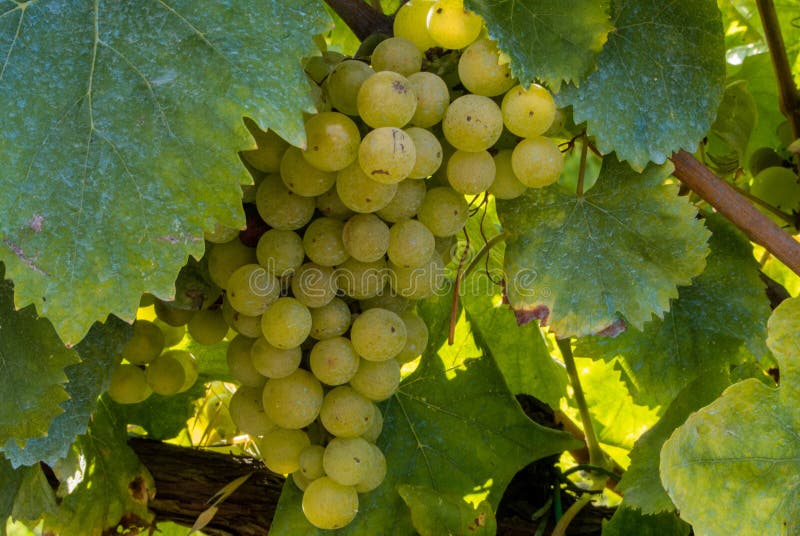 Vigna italiana fotografia stock. Immagine di campo, verde - 39027408