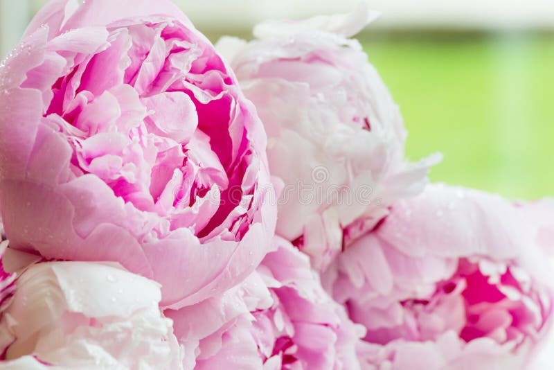 Mazzo Fresco Di Peonie Rosa E Bianche Immagine Stock - Immagine di pink ...