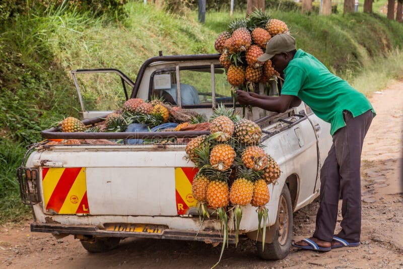 MBARARA, UGANDA - MARCH 17, 2020: Pineapple Seller in Mbarara, Ugan ...
