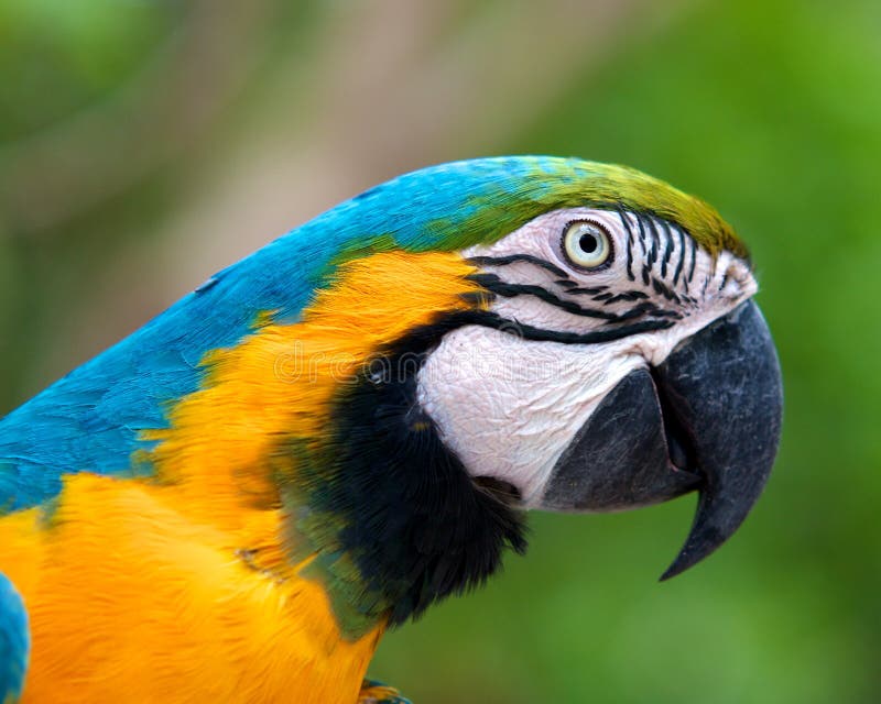 McCall Parrot stock photo. Image of parrot, tropical - 19620938