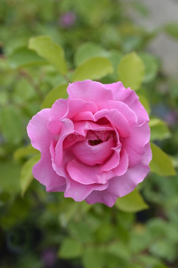 The McCartney Rose stock image. Image of close, garden - 189249895