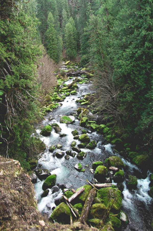 Mckenzie River stock photo. Image of cascades, central - 58715738