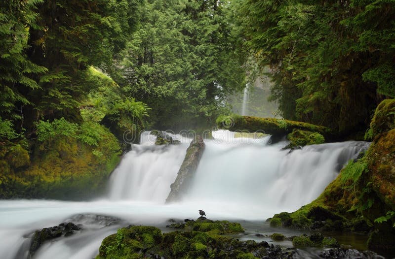 McKenzie River Oregon. stock image. Image of oregon, rapids - 80977535