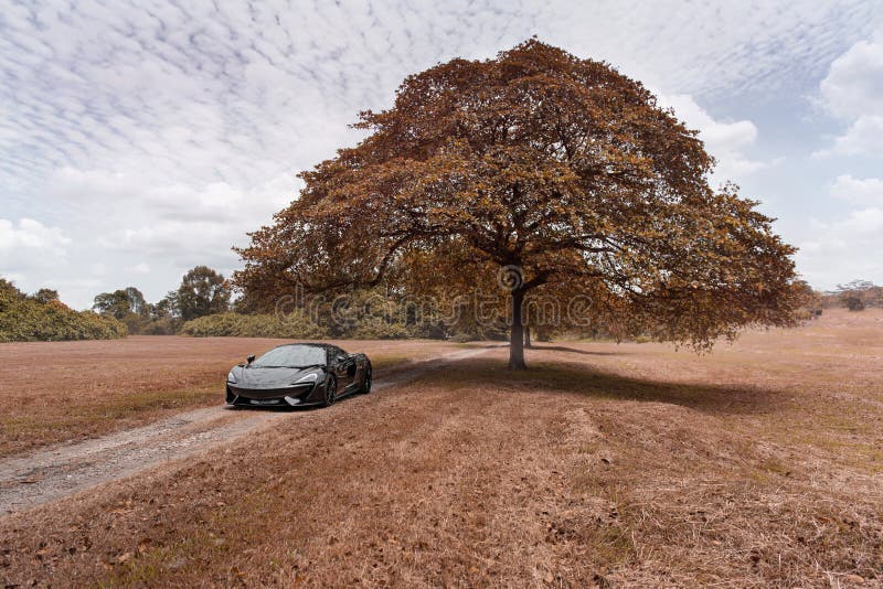 Scenic Tree Top View of the Forest from the Holden Arboretum in ...