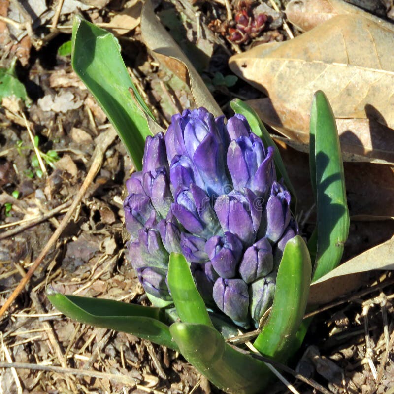 Mclean Gypsy Queen 2017 stock image. Image of queen, floral - 90185385