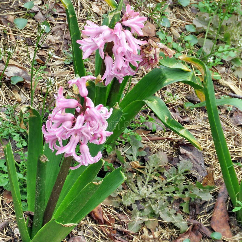 Mclean Pink Gypsy Queen 2017 Stock Photo - Image of organic, flora ...