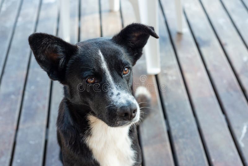 Cute McNab Dog Character Funny Cartoon Illustration Stock Photo - Image ...