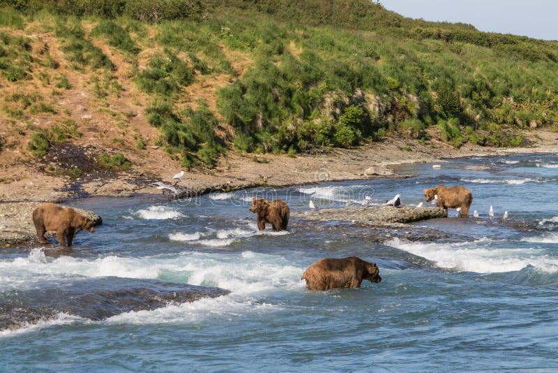 McNeil River falls stock image. Image of salmon, river - 43758029