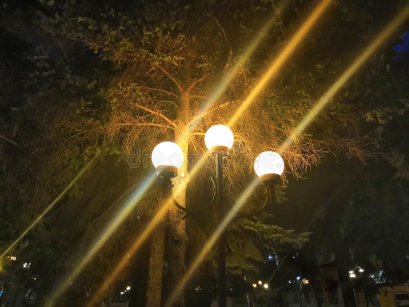 Torch stock image. Image of light, tree, fire, torch - 131961391