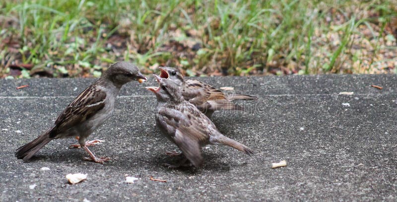 Me Me Me sparrows stock image. Image of bread, carolina - 55744821