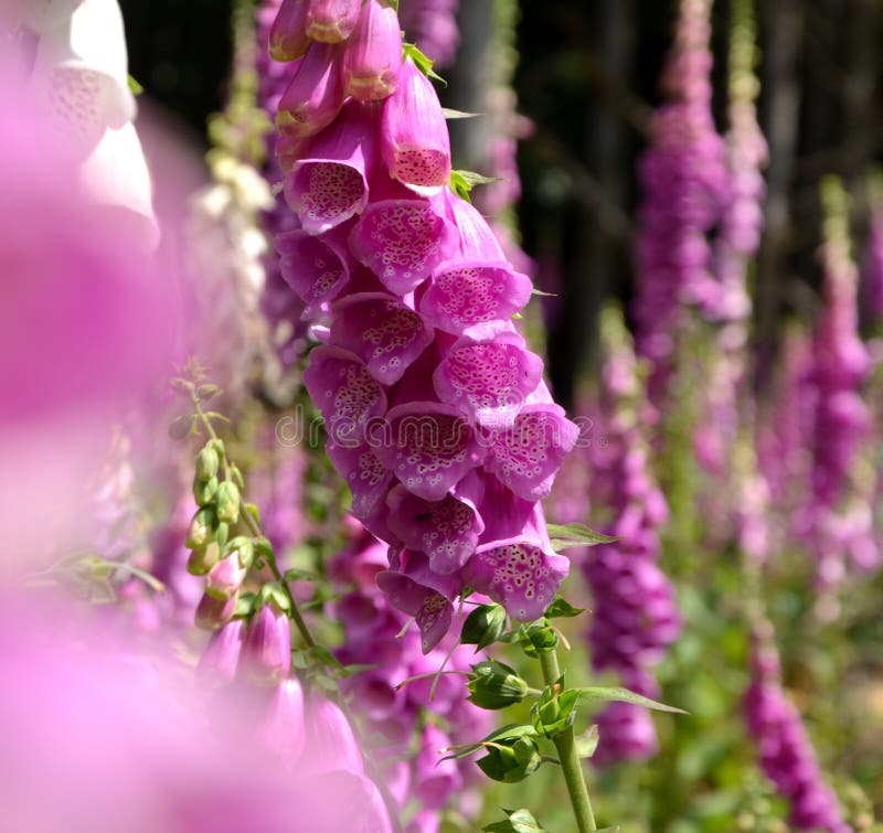 Mead Purple White Foxgloves Stock Photos - Free & Royalty-Free Stock ...