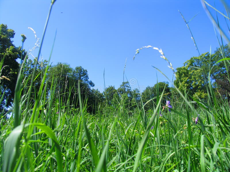 Meadow Picture. Image: 1032465