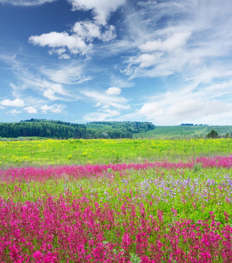 Meadow stock image. Image of landscape, clouds, plant - 14056851