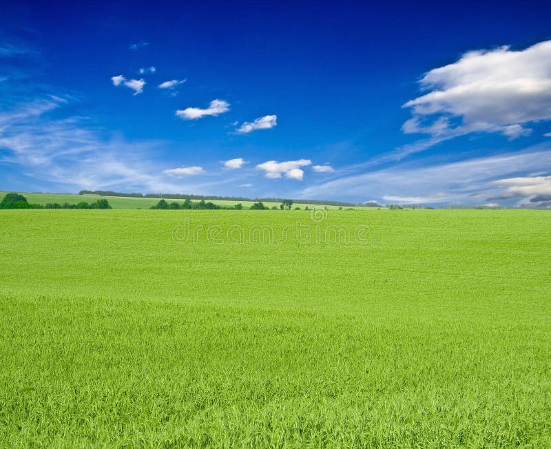 Meadow stock image. Image of harmony, isolated, blue - 11341639