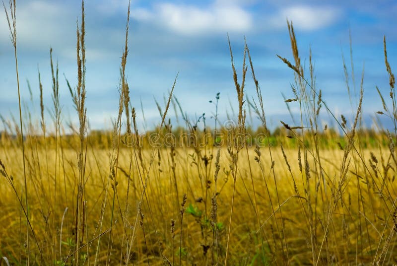 Meadow stock photo. Image of farmland, forest, bread - 11707214