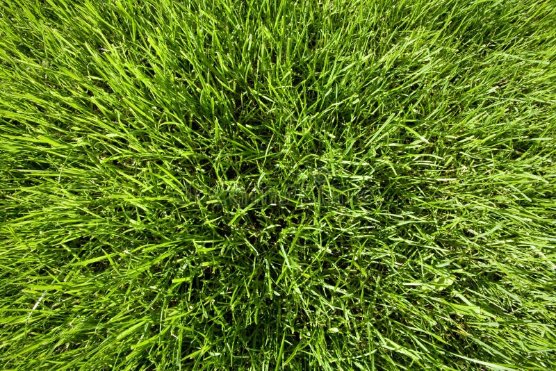 Meadow stock photo. Image of shot, surfaces, lawns, sports - 12403216
