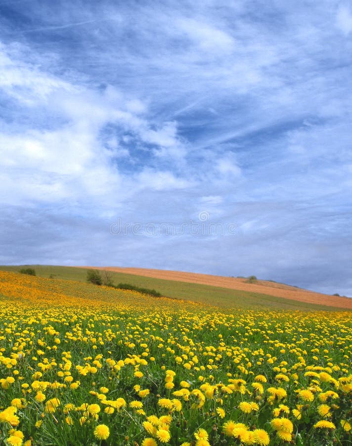 Flower meadow stock image. Image of meadow, outdoors - 15216685