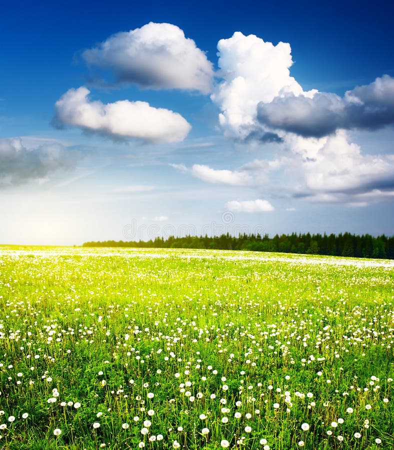 Meadow stock image. Image of landscape, clouds, plant - 14056851