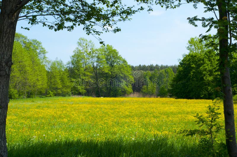 Meadow stock image. Image of meadow, flowering, nature - 2555897