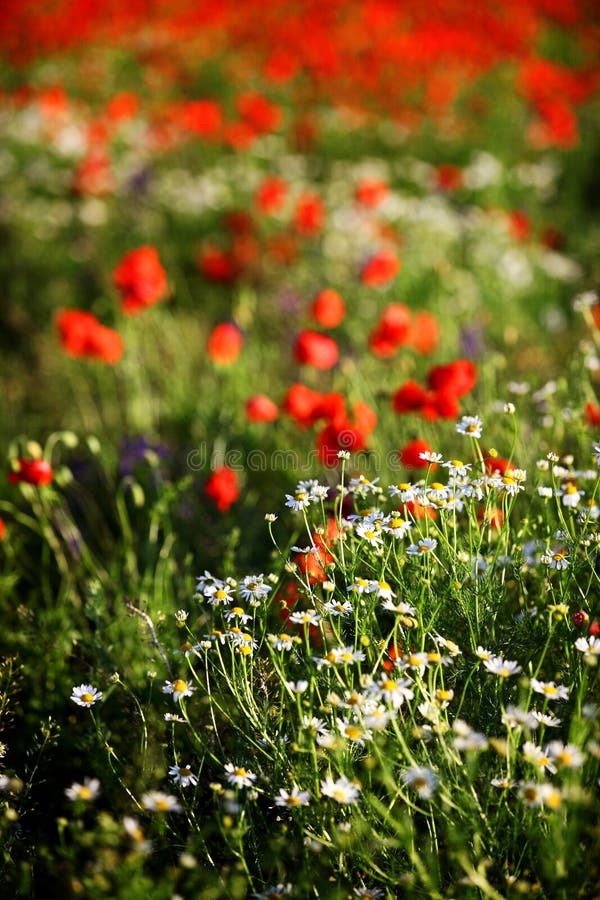 Meadow stock image. Image of plants, fresh, harmony, petals - 23793717