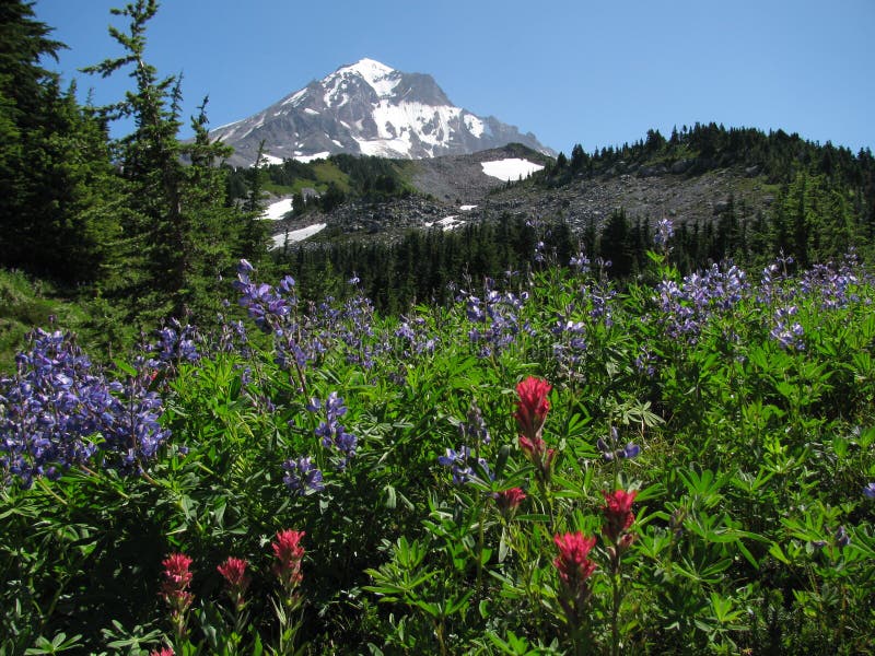 Meadow stock image. Image of hiking, northwest, pacific - 29513259