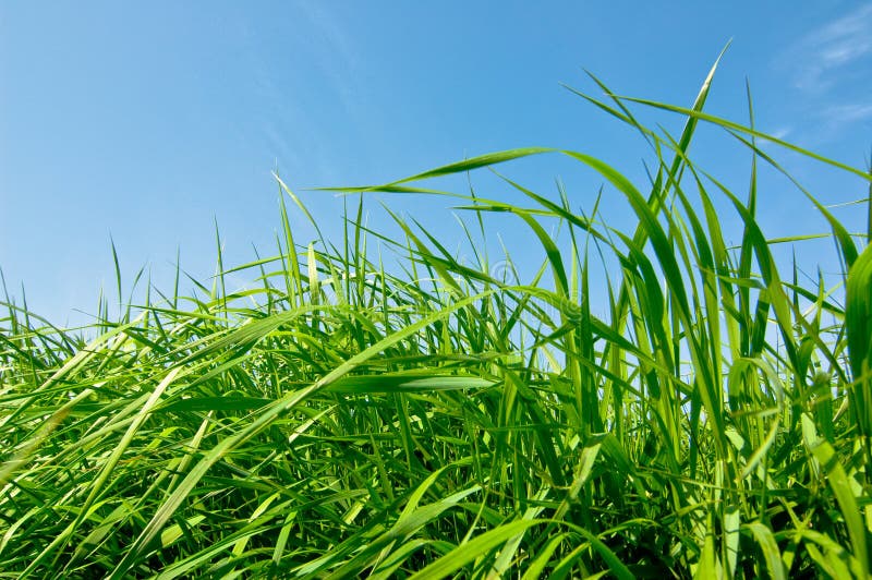 Meadow Picture. Image: 5109169