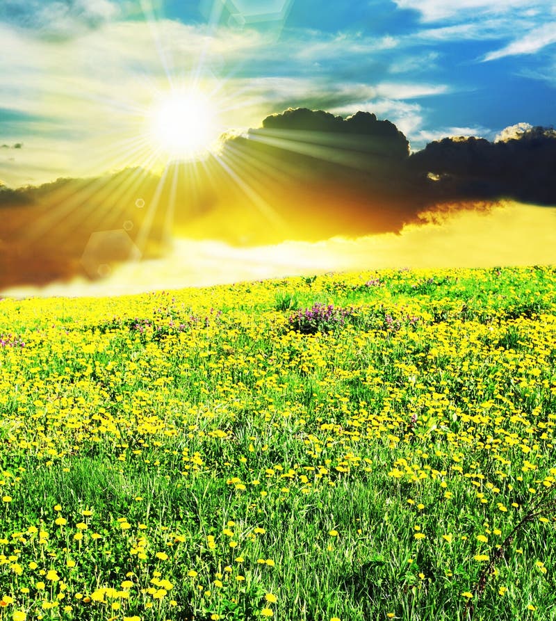 Meadow stock image. Image of field, grass, environment - 4221585
