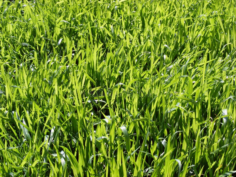 Meadow stock photo. Image of field, green, crop, sunlight - 8689916