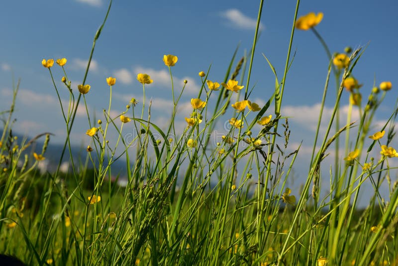 Meadow above the town stock photo. Image of meadow, vacation - 84075716