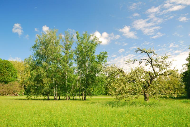 Meadow with Apple and Birch Trees Stock Image - Image of birch ...