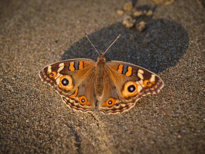 Meadow Argus Butterfly on Beach Stock Image - Image of port, patterned ...