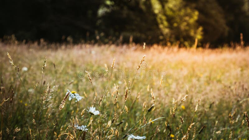 Meadow in Autumn in a Field in Chile Stock Photo - Image of landscape ...