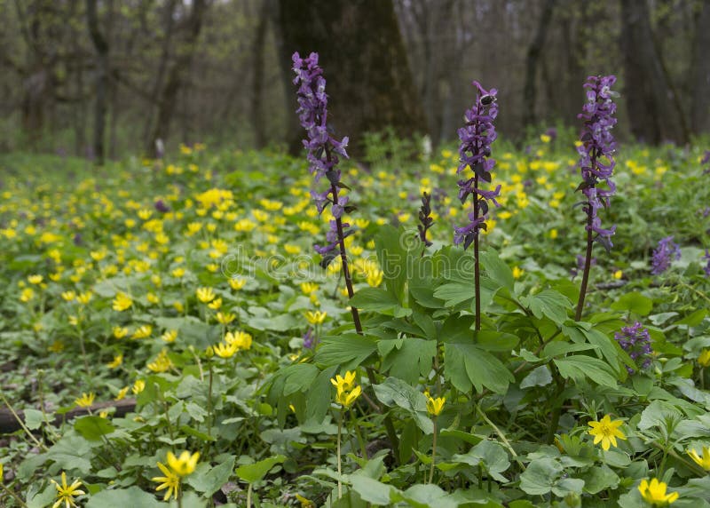 Meadow with Ayuga Flowers in the Forest Stock Photo - Image of botany ...