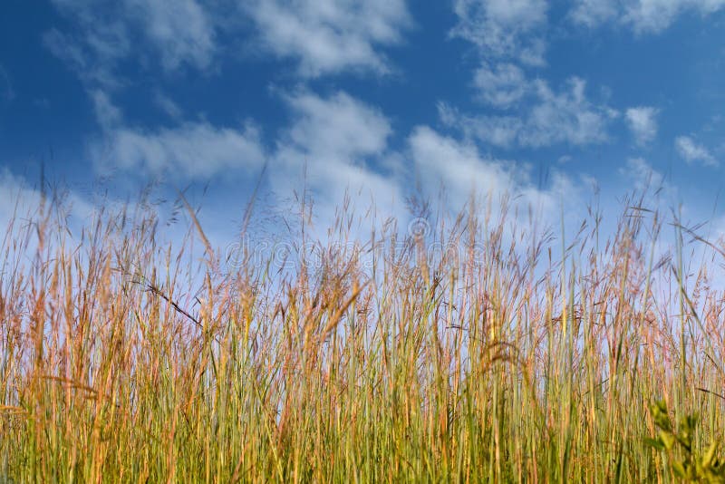 Meadow Background stock image. Image of meadow, blue - 14956479