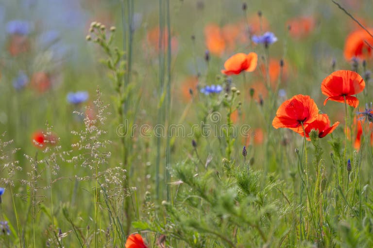 Meadow Background in Progress Stock Image - Image of bloom, beauty ...