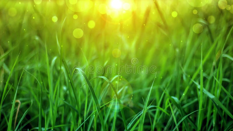 Meadow from the Backyard with Sunlight Hitting the Perfect Background ...