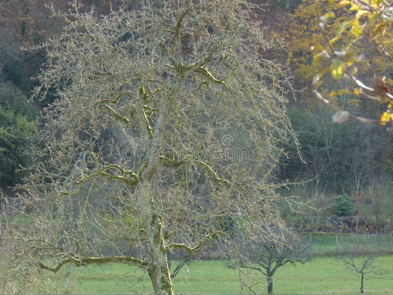 Meadow with Bare Tree at the Edge of the Forest Stock Image - Image of ...