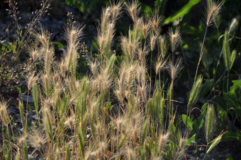In the Meadow, Barley Grows Wild Stock Image - Image of rural, barley ...