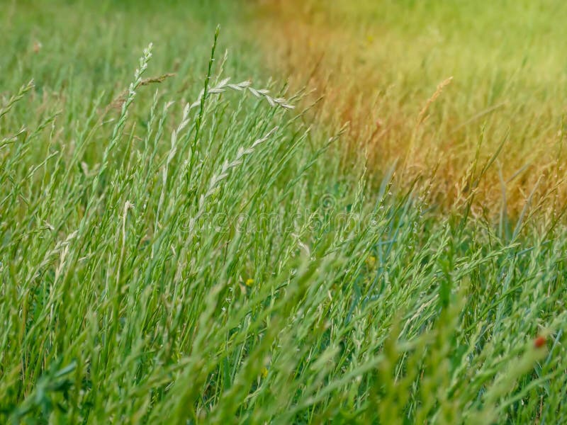 A Meadow with Beautiful Grass Texture. Meadow Grasses Stock Photo ...