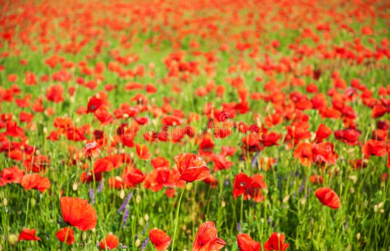 Meadow with Beautiful Red Poppy Flowers Stock Photo - Image of flanders ...
