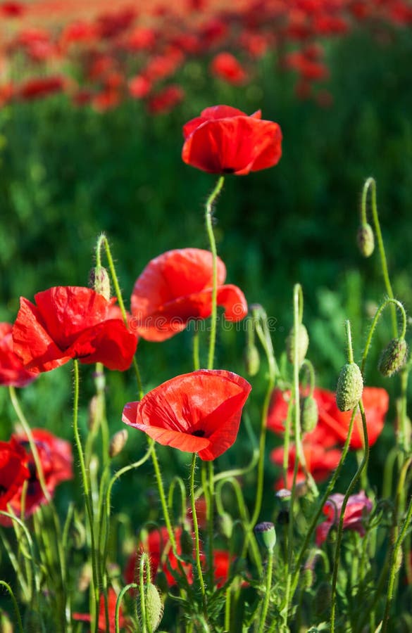 Meadow with Beautiful Red Poppy Flowers Stock Photo - Image of flanders ...