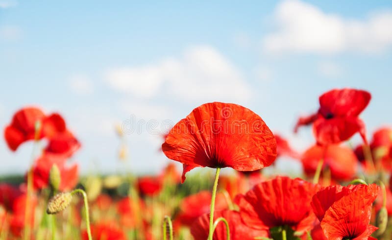 Meadow with Beautiful Red Poppy Flowers Stock Image - Image of blossom ...