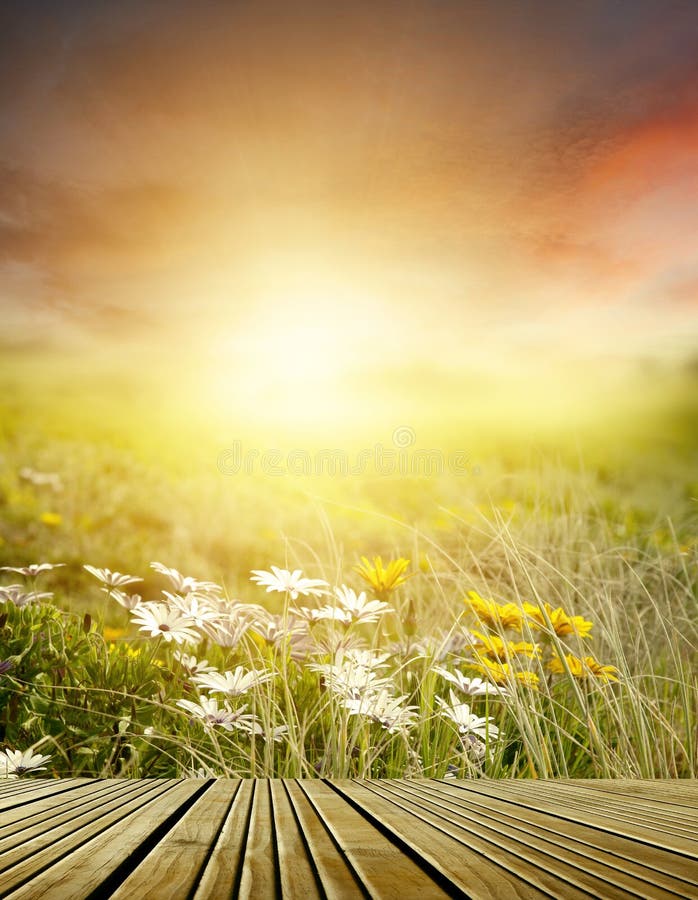 Meadow stock photo. Image of golden, color, landscapes - 45184936