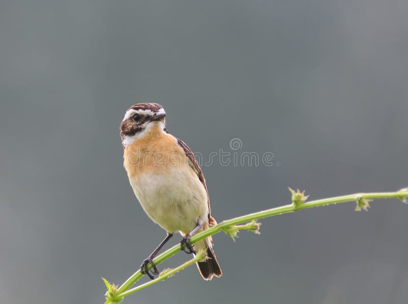 Meadow Bird Sitting on a Thin Branch in the Summer Stock Image - Image ...