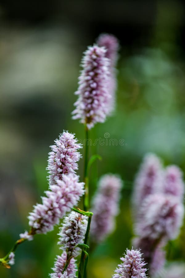 Meadow Bistort Bistorta Officinalis in the Field Stock Photo - Image of ...