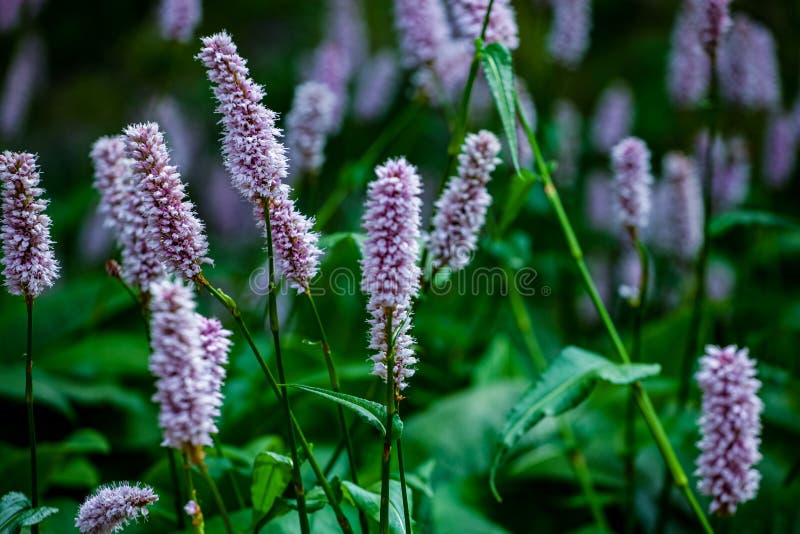 Meadow Bistort Bistorta Officinalis in the Field Stock Photo - Image of ...