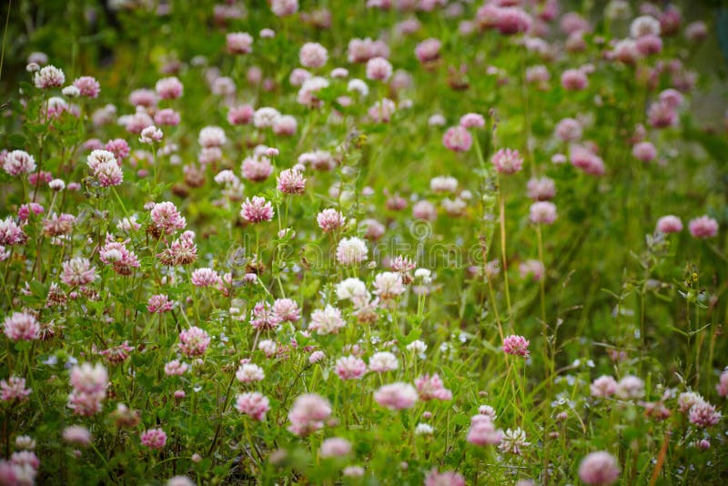 Meadow with Blooming Clover Stock Photo - Image of summer, flower: 16711862
